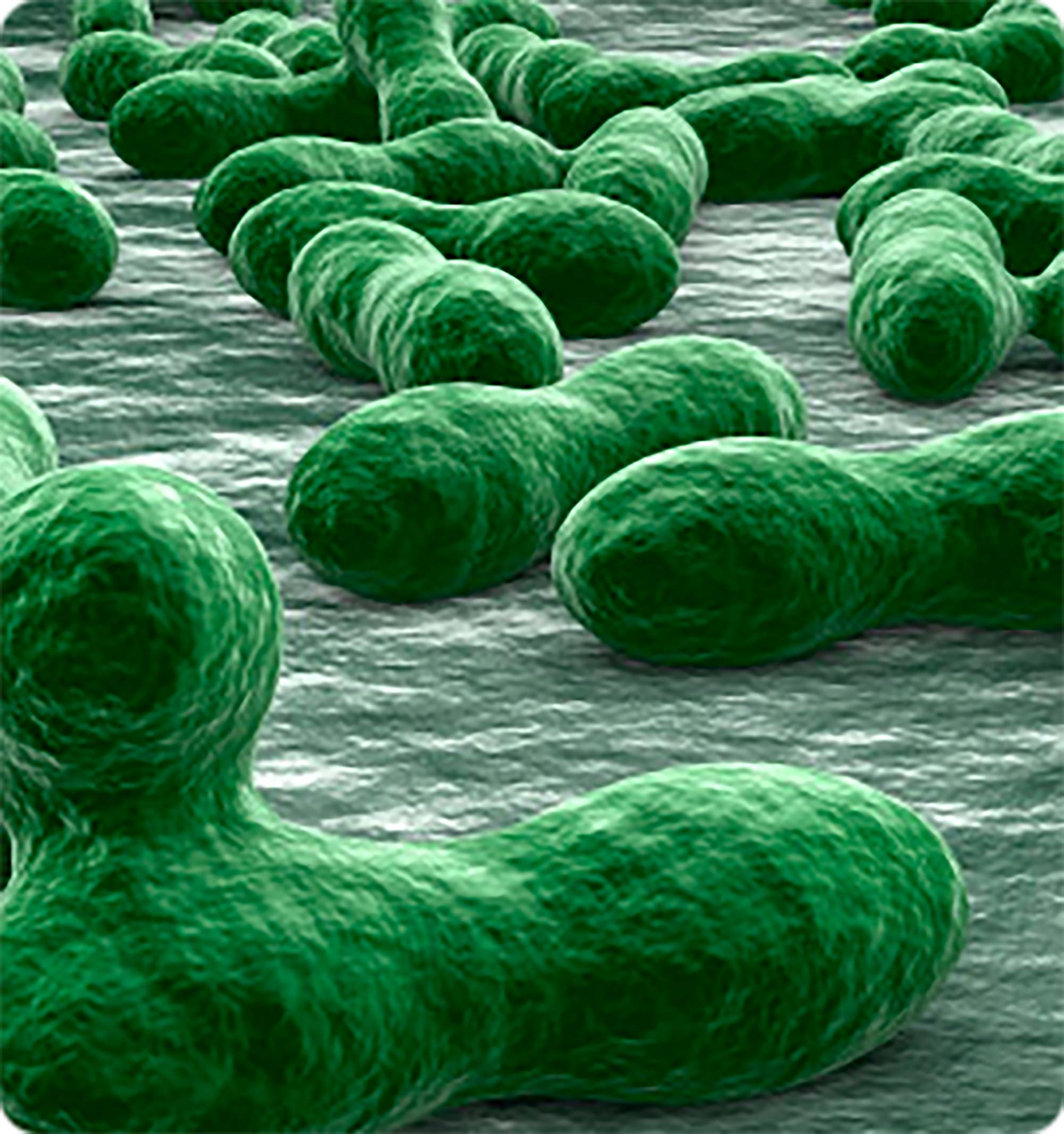 BioInteractions’ Antimicrobial Coating offers Breakthrough for NextGen Medical Devices ...